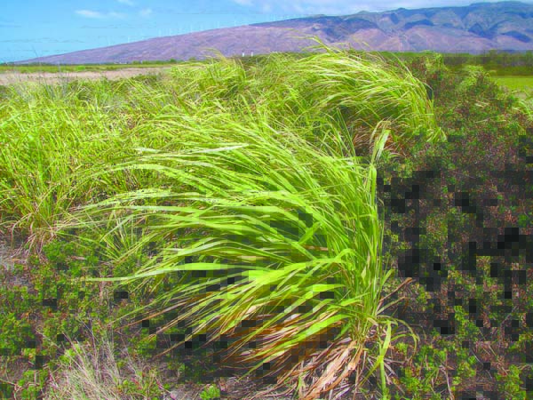 Protecting place: How invasive species modify ecosystems | News, Sports ...